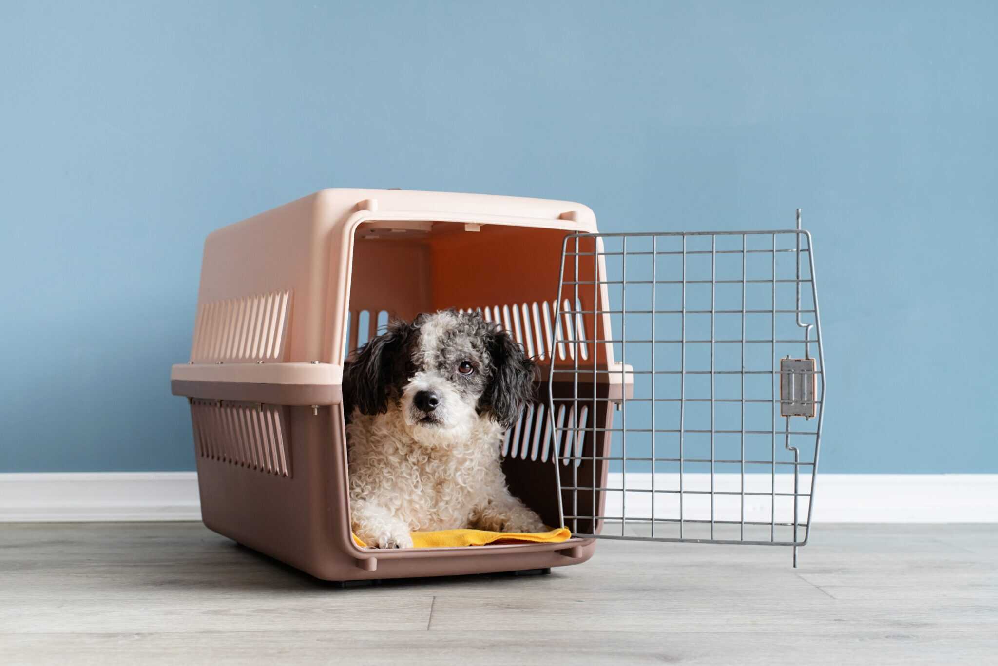 Guide to Choosing the Right Pet Travel Carrier