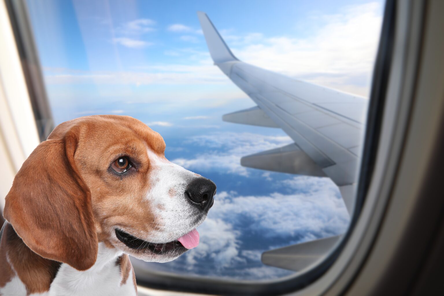 Can My Dog Fly Alone? A Guide to Pet Air Travel