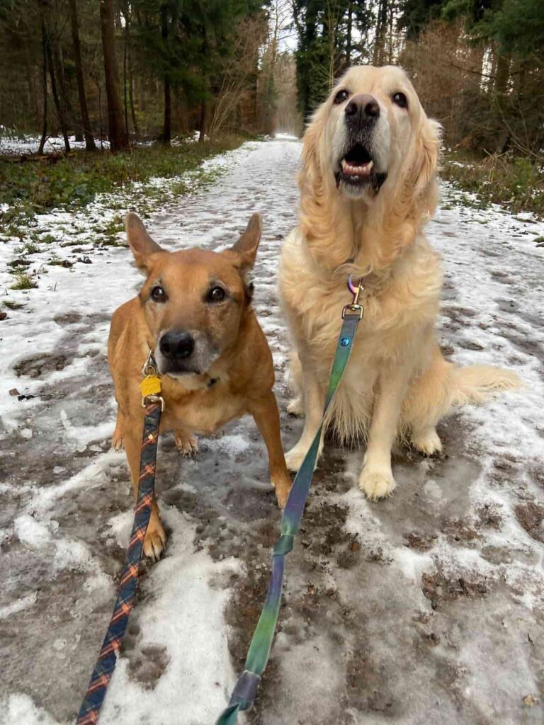 CDC Dog Import Form: How to Bring Dogs to the U.S.