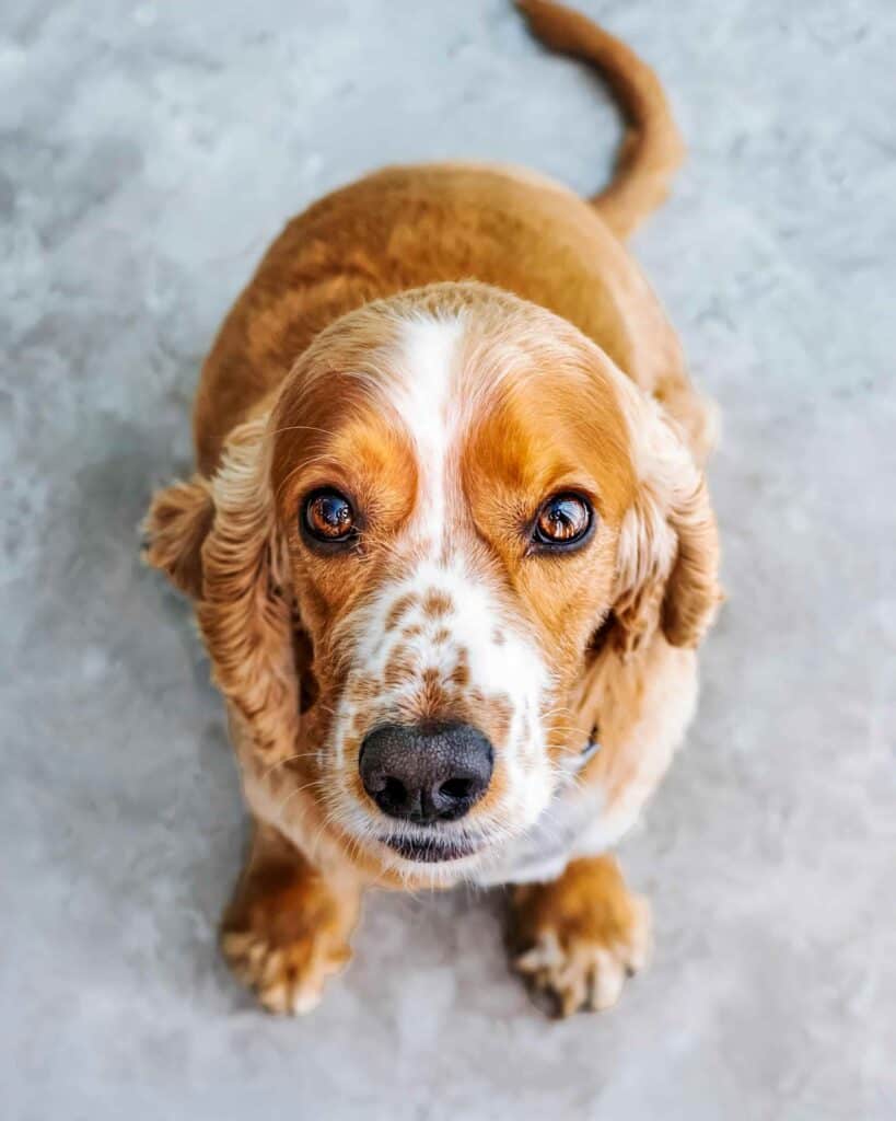 CDC Dog Import Form: How to Bring Dogs to the U.S.