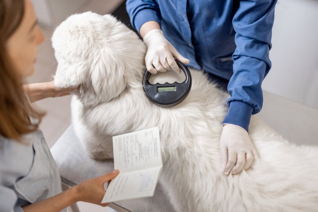 How to Get a Pet Passport: Everything You Need to Know