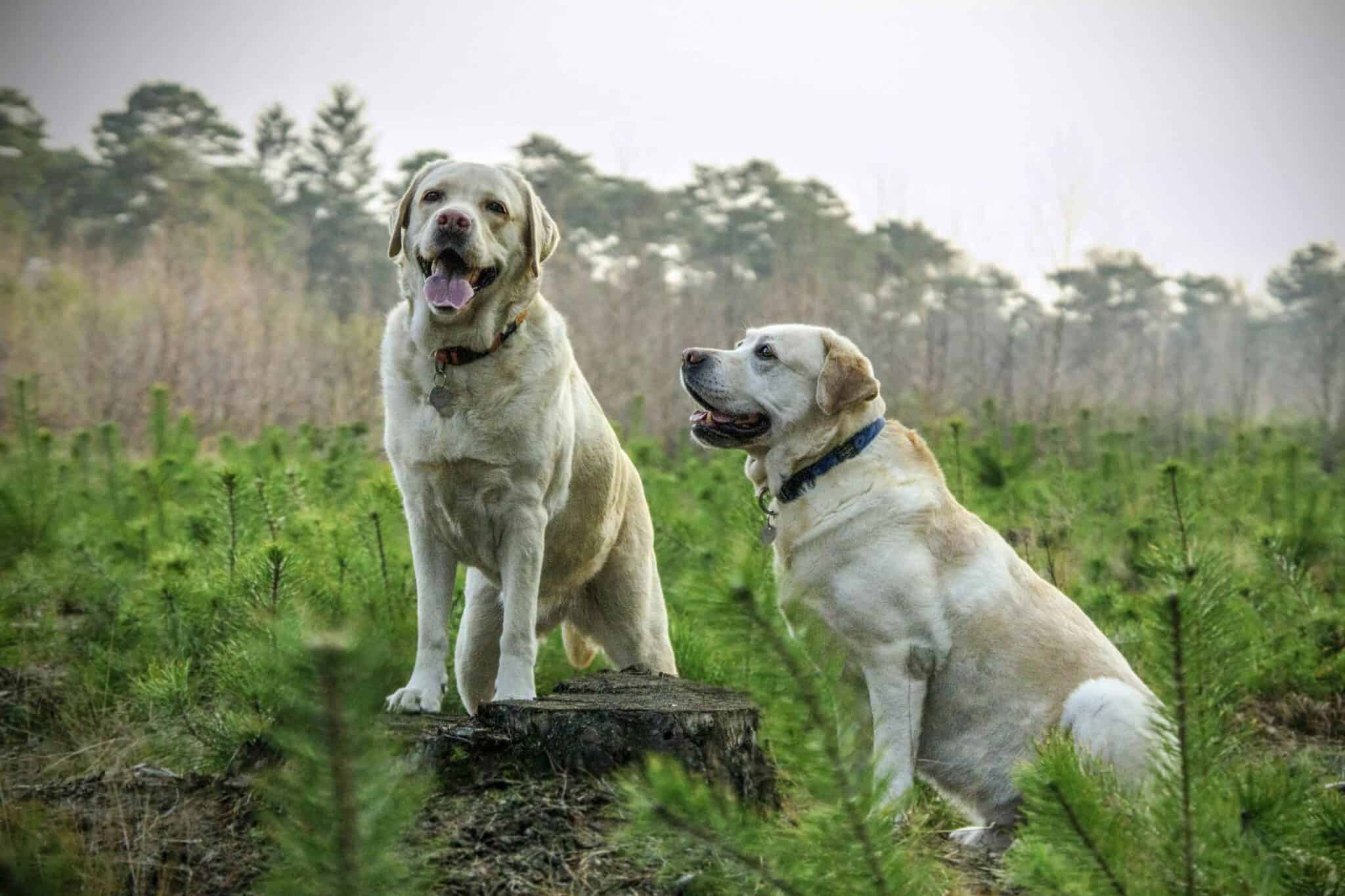 What Do I Need to Take My Dog to the USA? 2026 Requirements