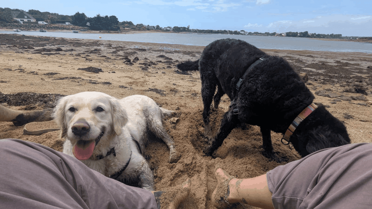 Cross Country Pet Transportation: A Pet Parent's Guide